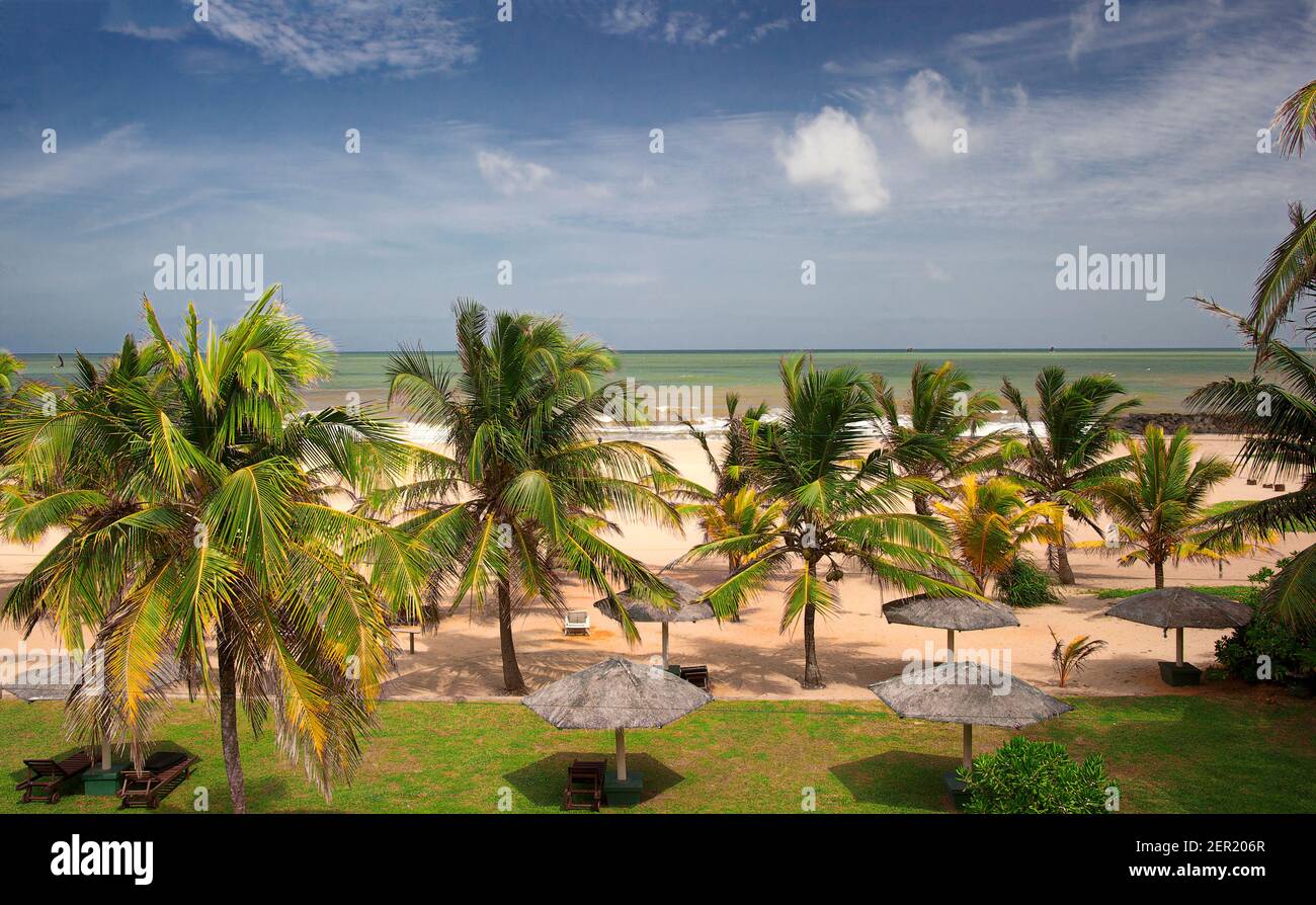 Beach with palm trees in Negombo, Sri Lanka Stock Photo - Alamy
