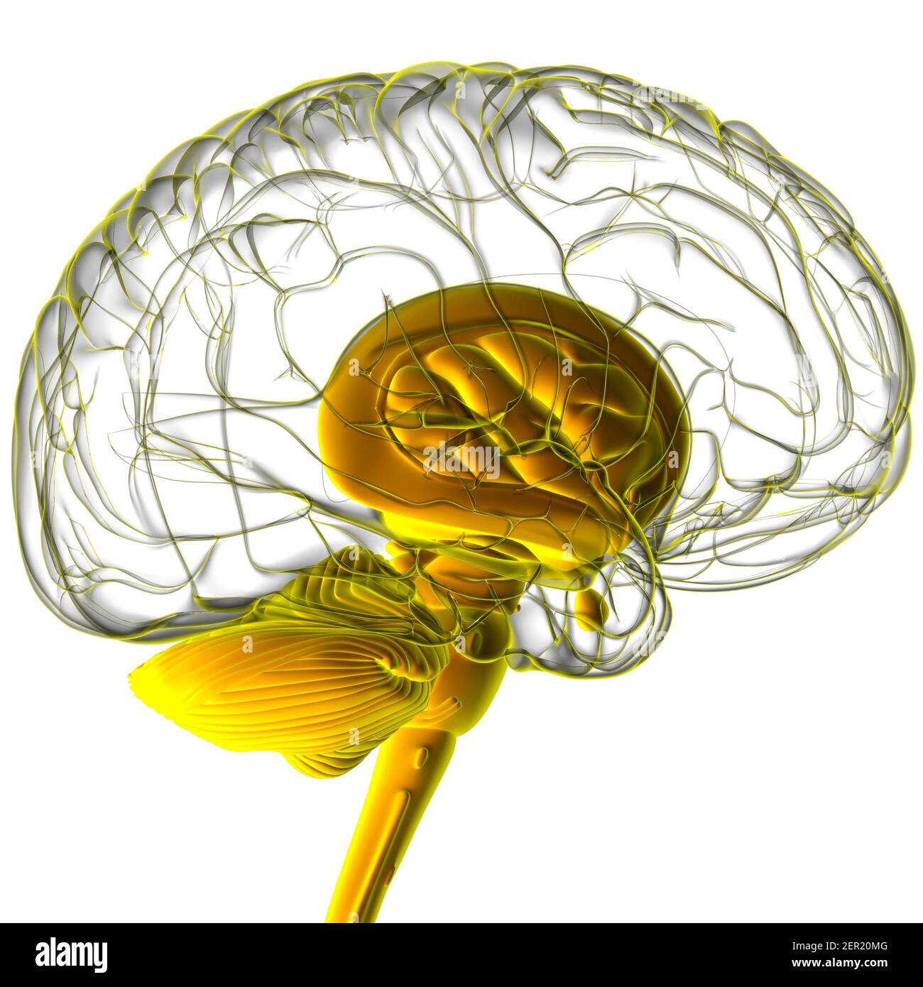Human Brain inner parts Anatomy For Medical Concept 3D Illustration ...