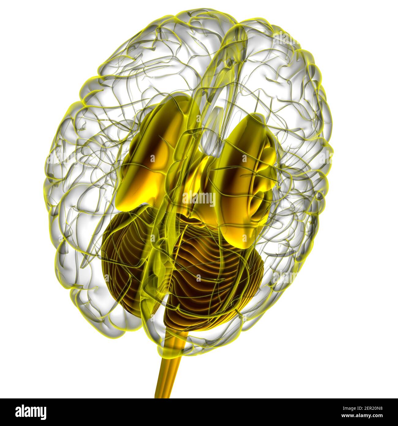 Human Brain inner parts Anatomy For Medical Concept 3D Illustration ...
