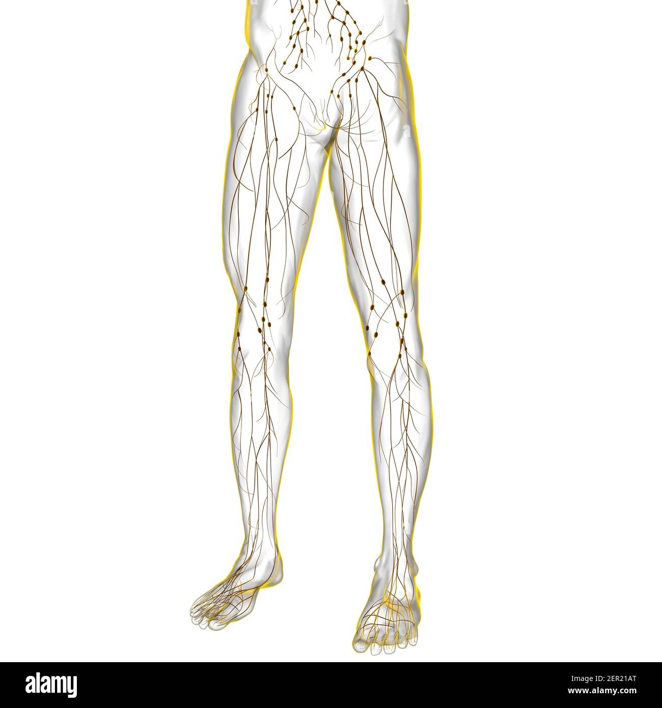 Human Lymph Nodes Anatomy For Medical Concept 3D Illustration Stock ...