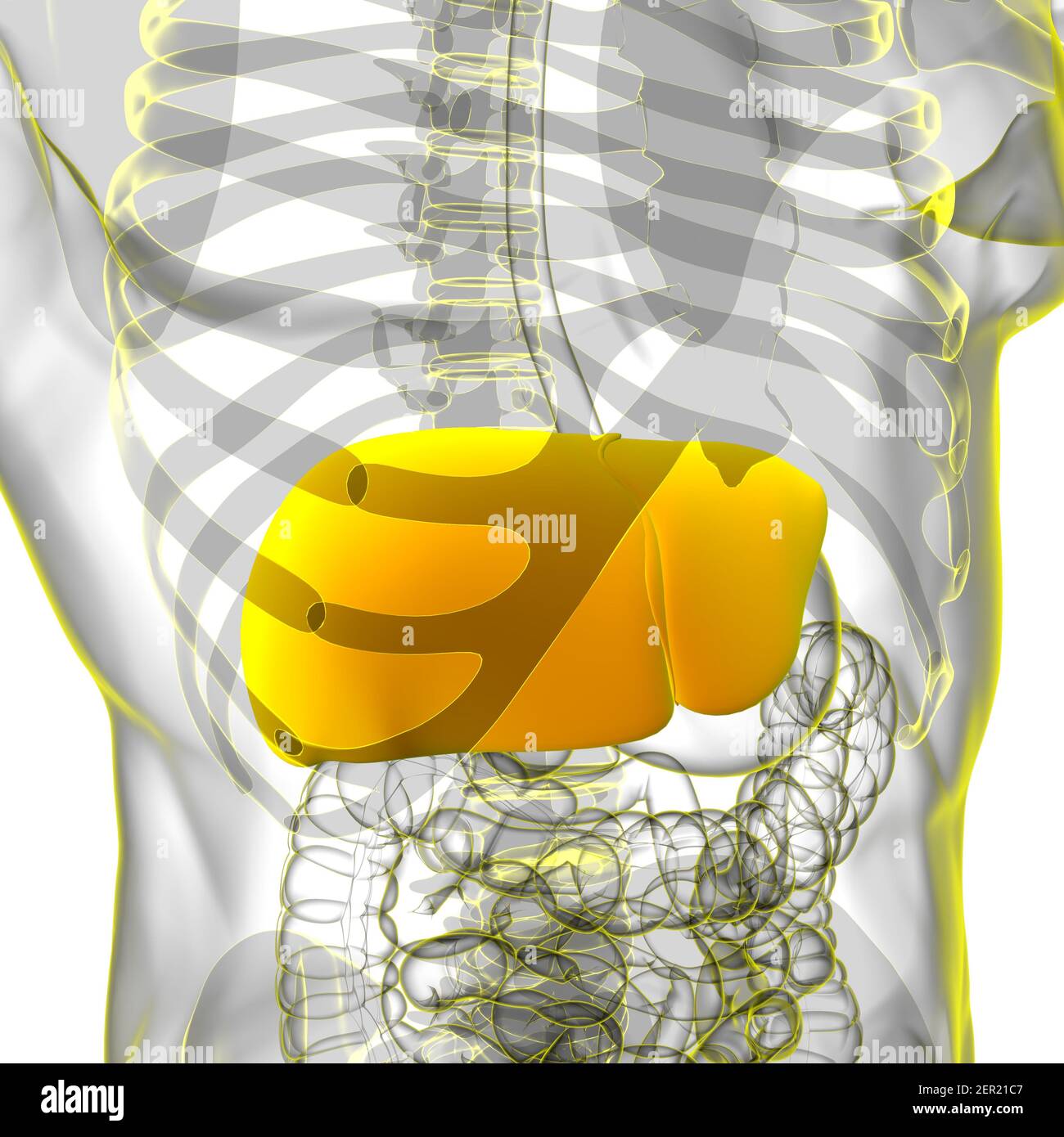 Liver 3D Illustration Human Digestive System Anatomy For Medical ...