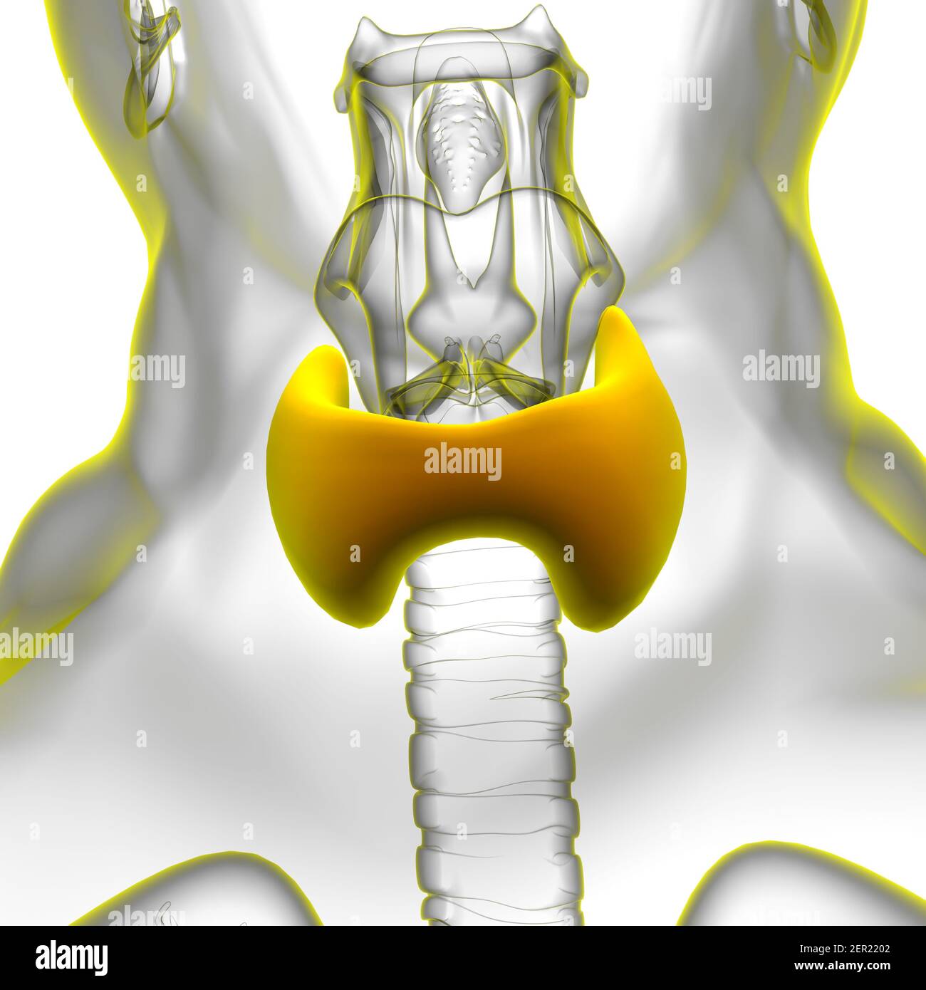 Thyroid Gland Anatomy For Medical Concept 3D Illustration Stock Photo ...