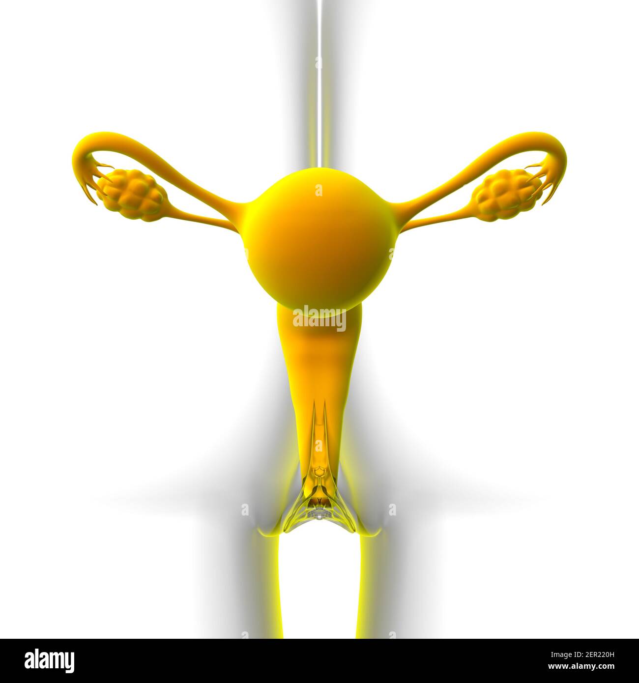 Female Reproductive System Anatomy For Medical Concept 3D Illustration ...