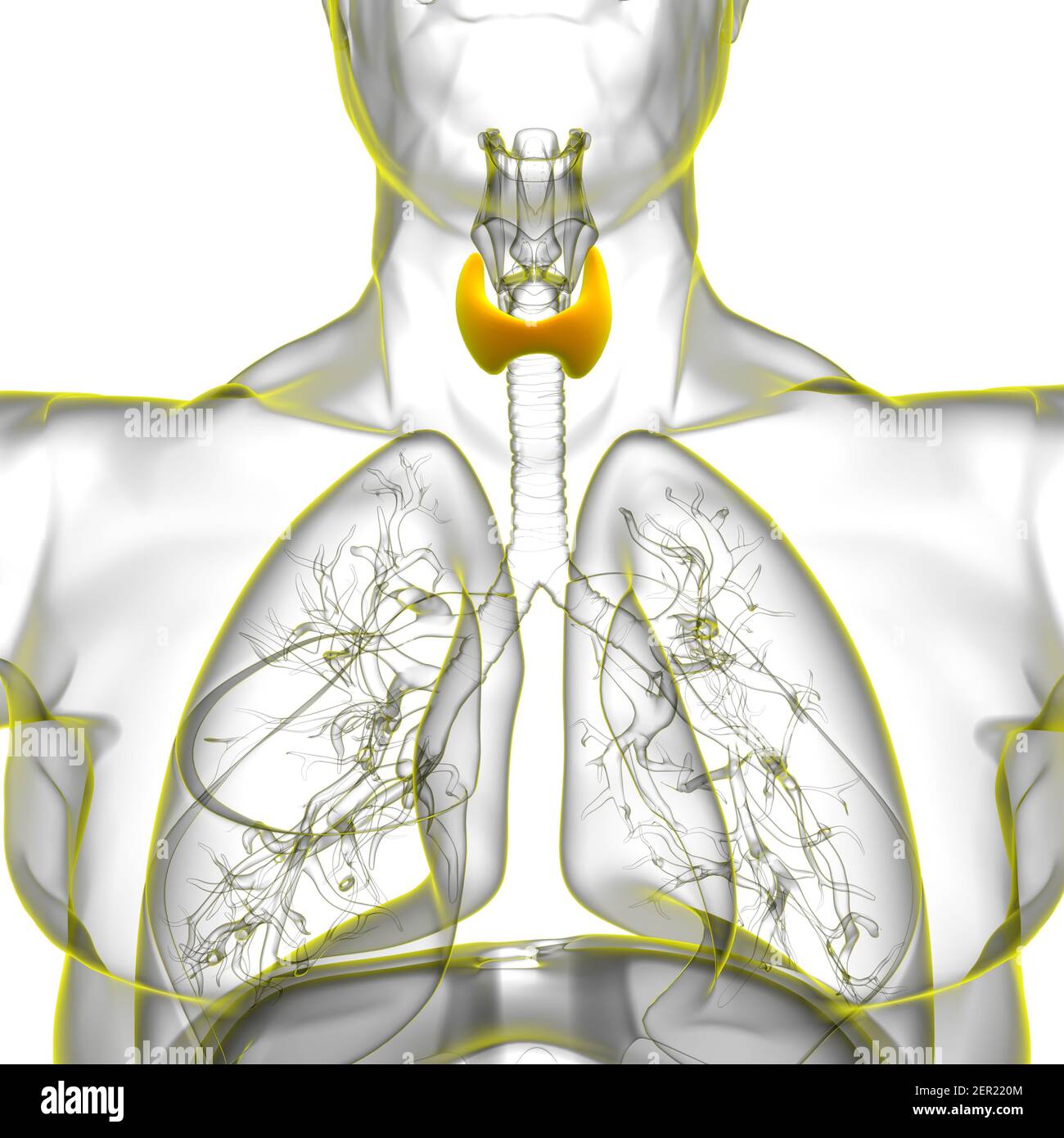 Thyroid Gland Anatomy For Medical Concept 3D Illustration Stock Photo ...