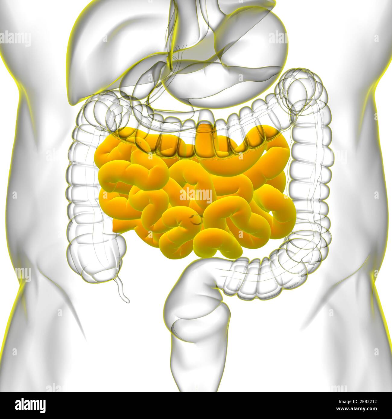 Small Intestine 3D Illustration Human Digestive System Anatomy For ...