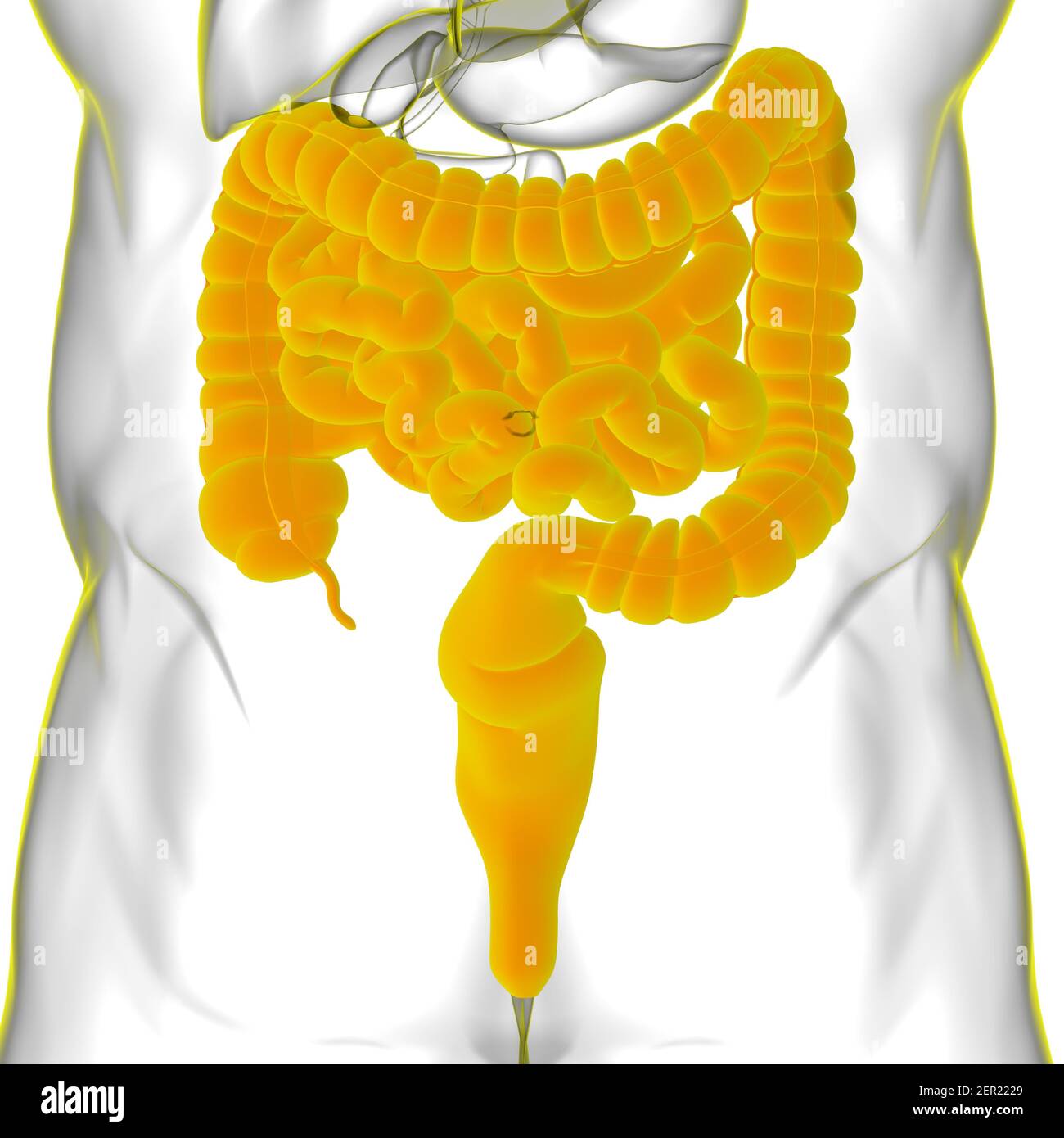 Small and Large Intestine 3D Illustration Human Digestive System ...