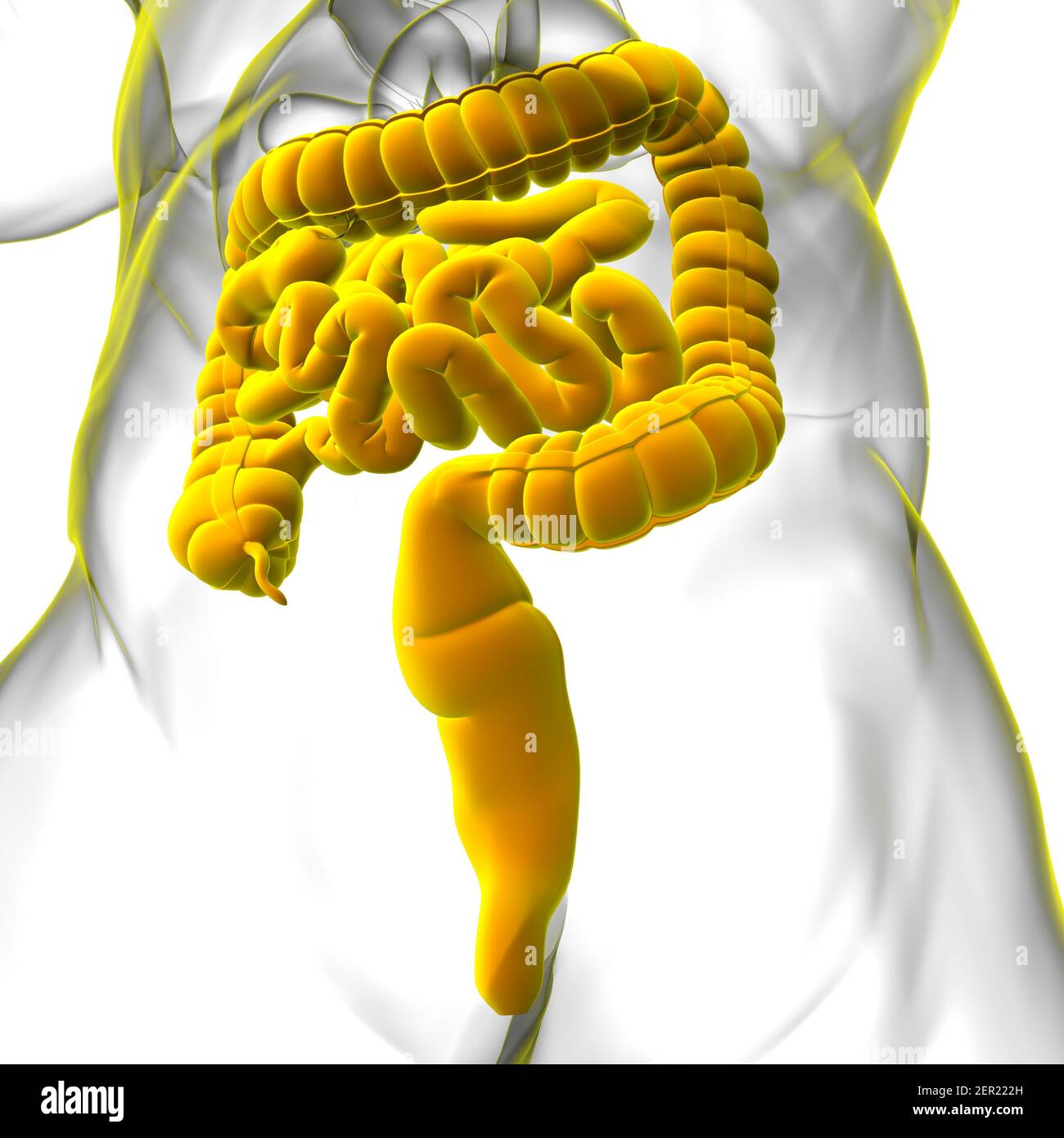 Small and Large Intestine 3D Illustration Human Digestive System ...