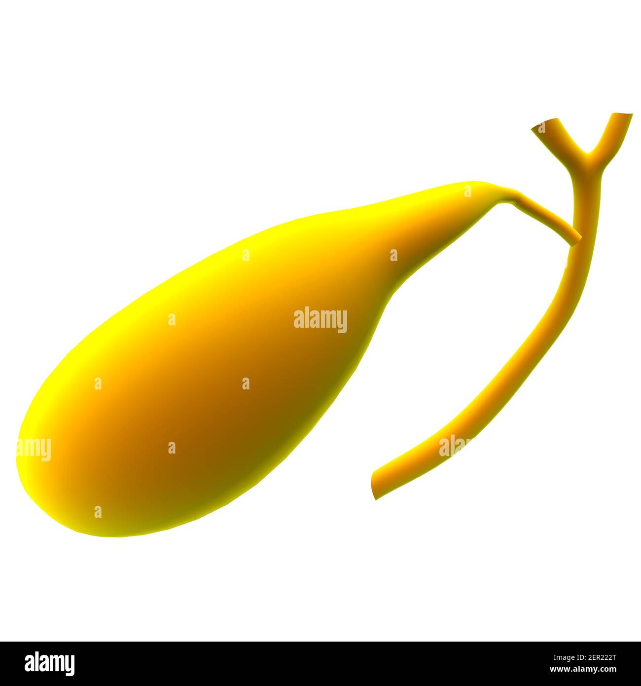 Gall Bladder Human Digestive System Anatomy For Medical Concept 3D ...