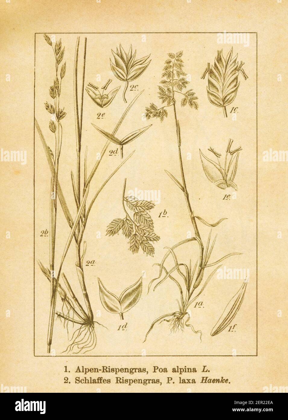 Poa alpine hi-res stock photography and images - Alamy