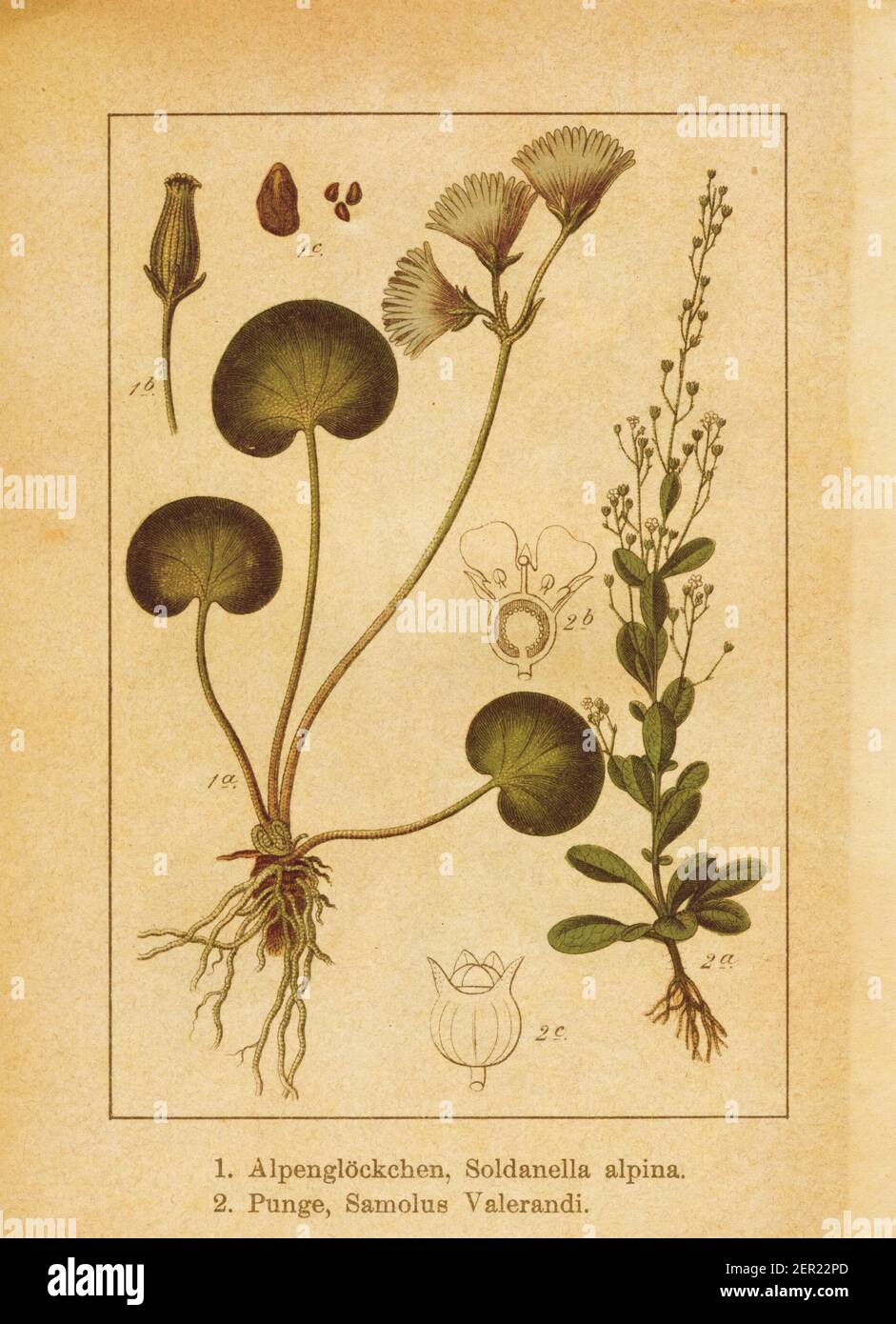 Antique illustration of a soldanella alpina (also known as alpine ...