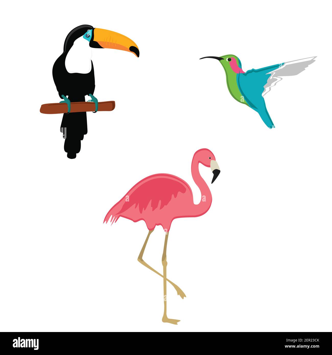 Vector illustration pink flamingo,toucan and humming bird. Exotic bird ...
