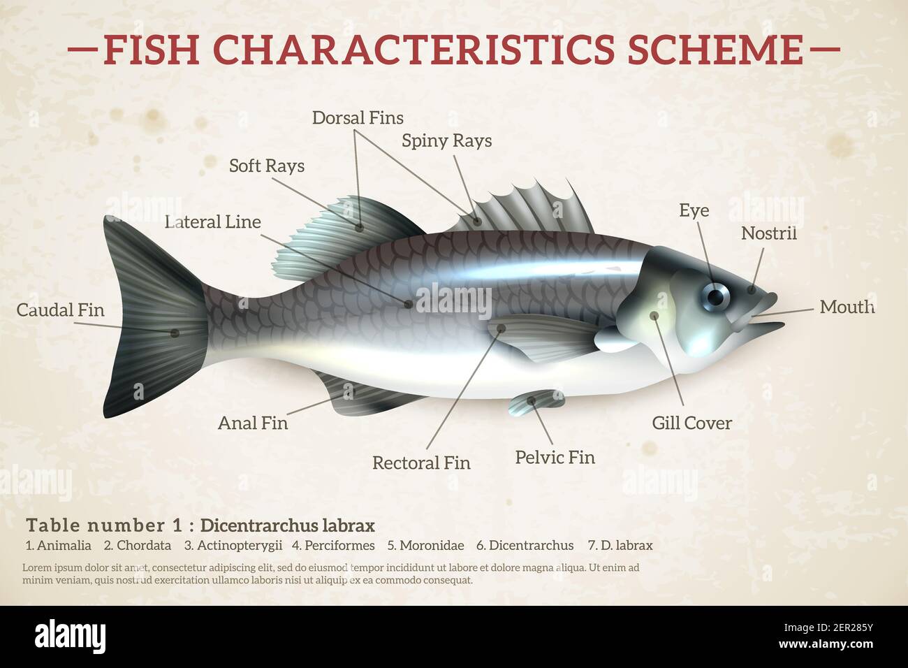 Fish scheme infographics with glossy sea bass and inscriptions on old ...