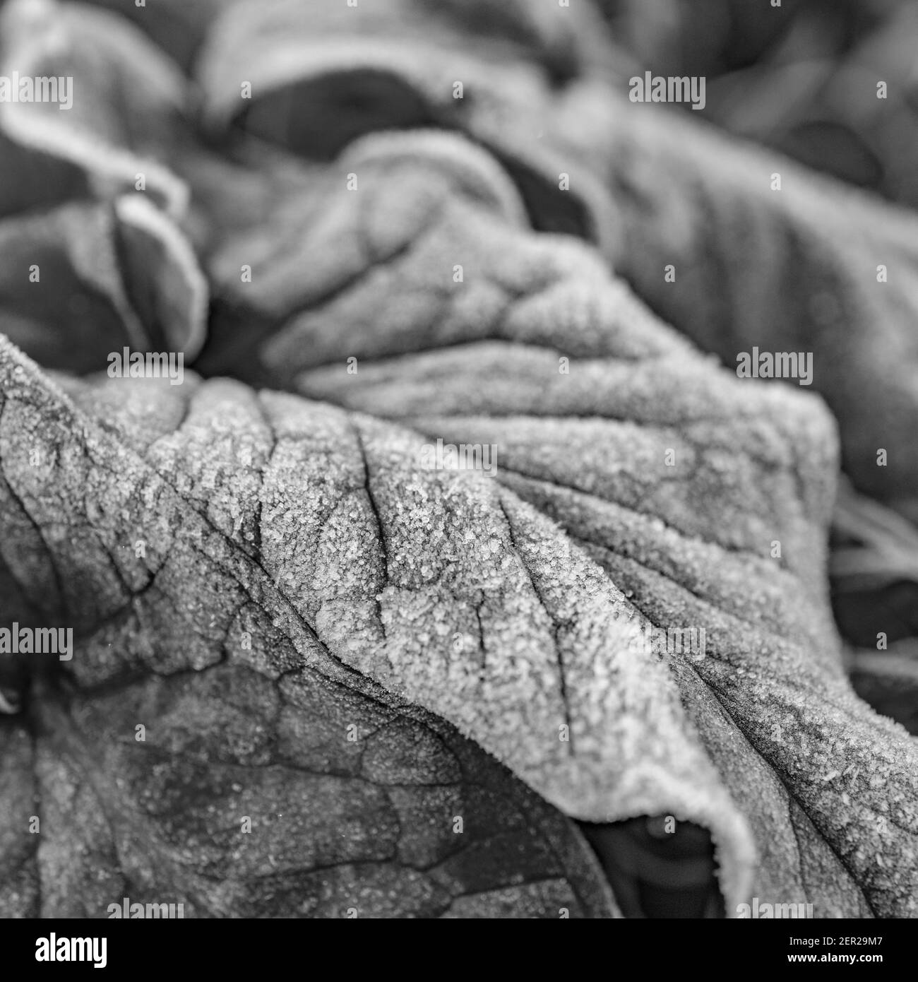 Leaves are poisonous Black and White Stock Photos & Images - Alamy