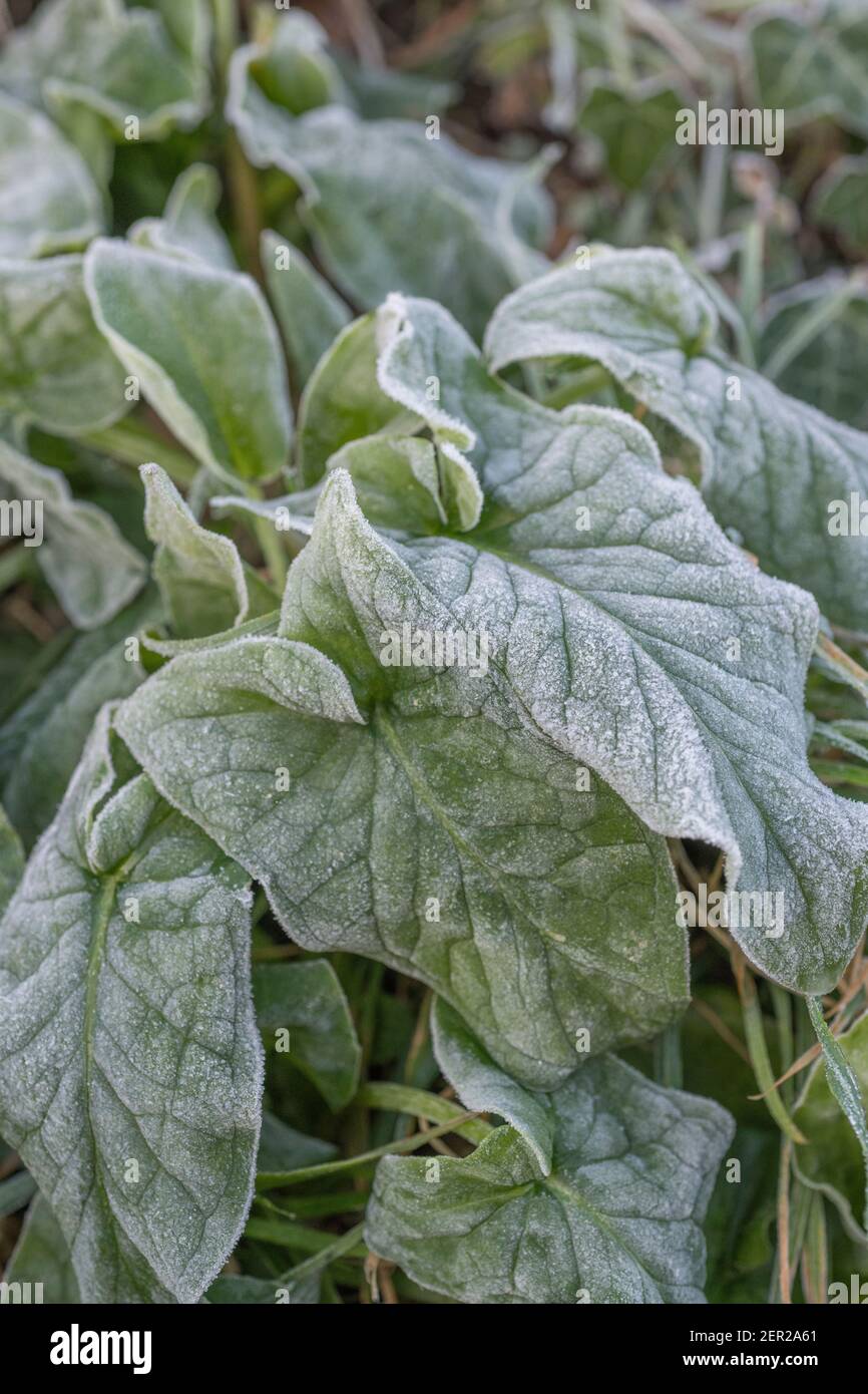 Close up arum leaves hi-res stock photography and images - Alamy
