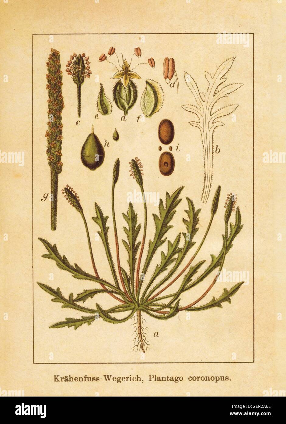 Plantago coronopus botanical illustration hi-res stock photography and ...