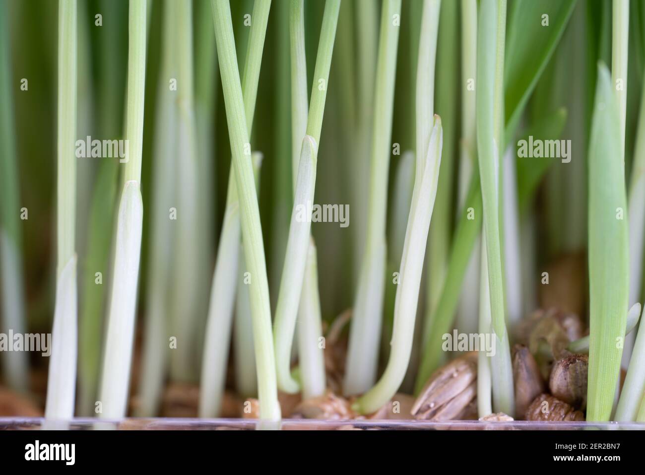 Plant wheat with roots on white background Stock Photo - Alamy