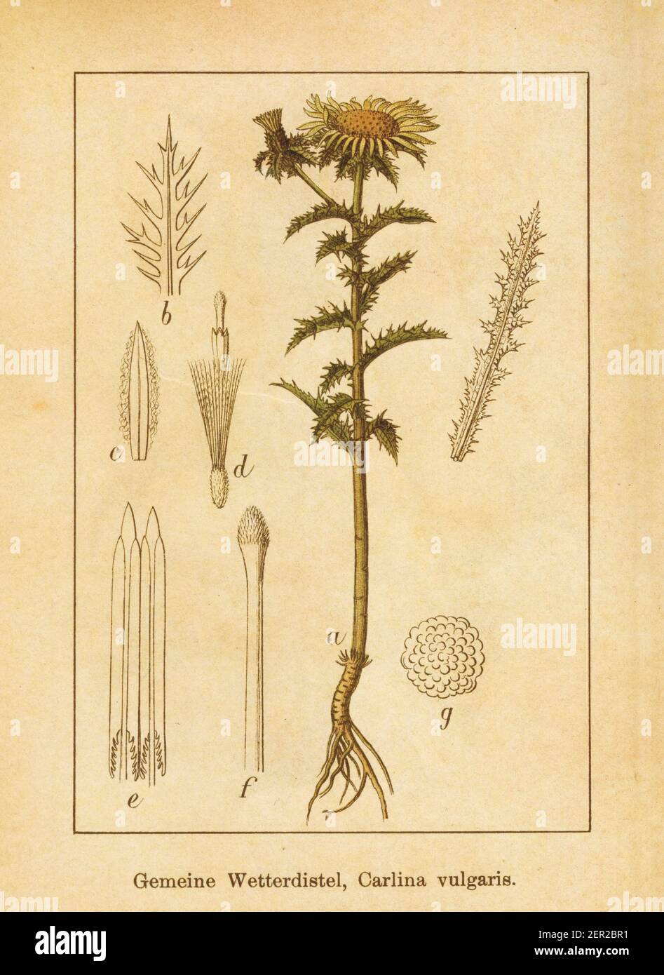 Thistle botanical illustration hi-res stock photography and images - Alamy