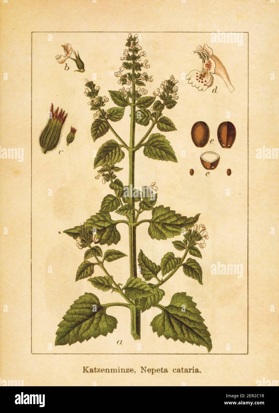 Pink catmint hi-res stock photography and images - Alamy