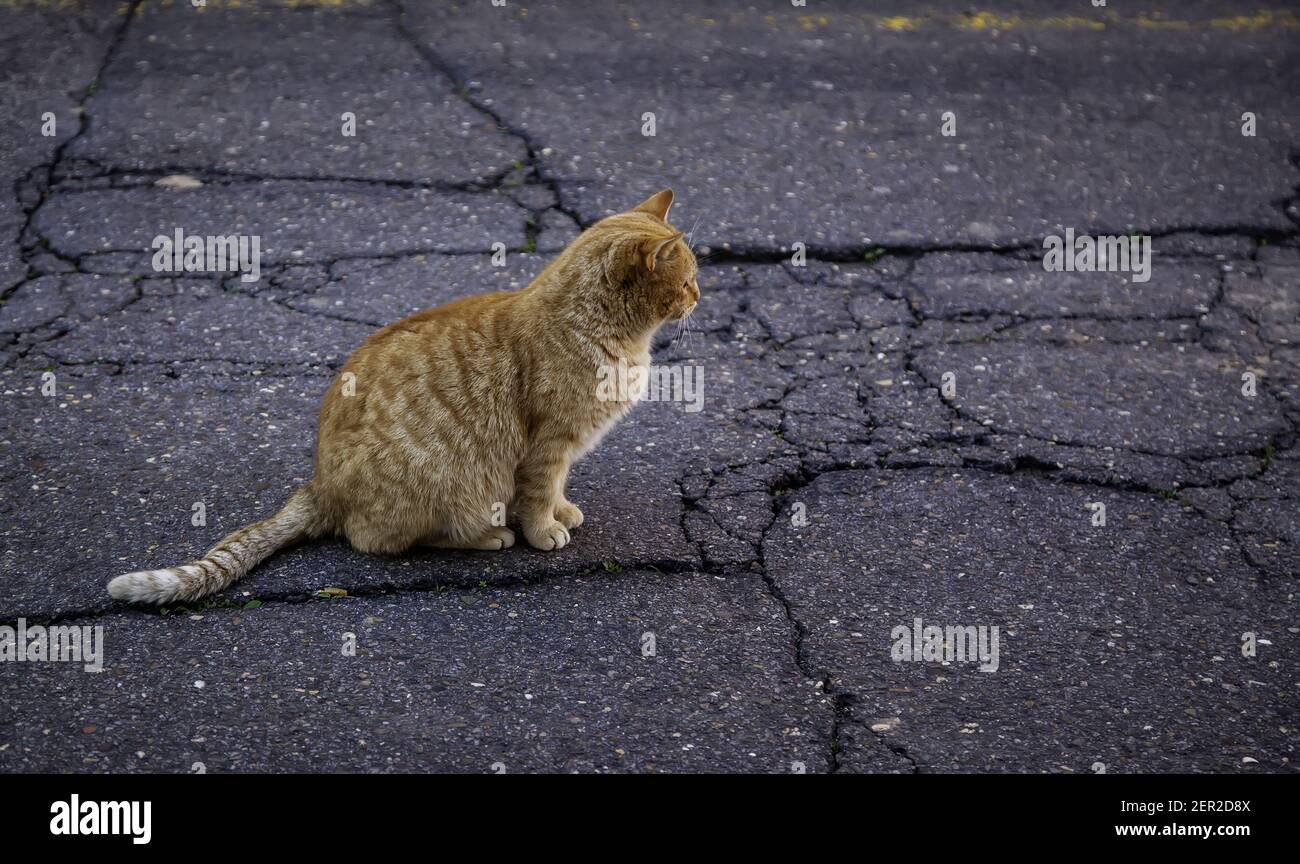 Feline mammal animal abandoned on a street in Spain Stock Photo - Alamy