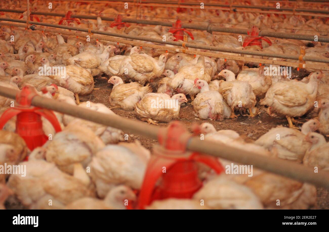 Poultry bacteria hi-res stock photography and images - Alamy