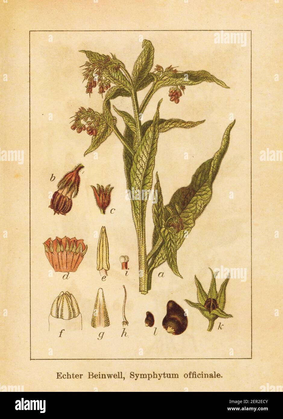 Comfrey Plant Drawing