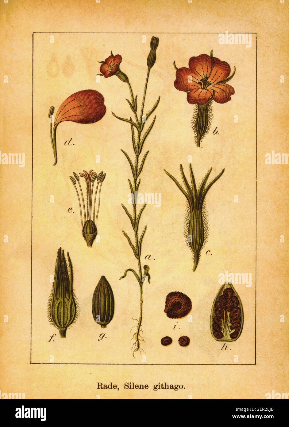 Botanical illustration of corn cockle hi-res stock photography and ...