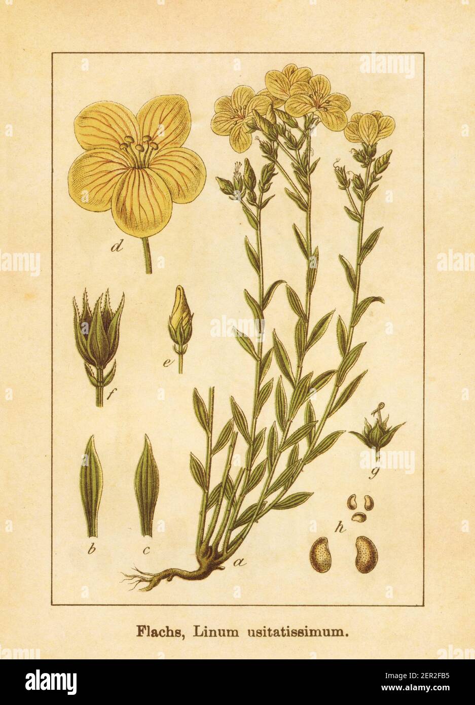 Linum usitatissimum illustration hi-res stock photography and images ...