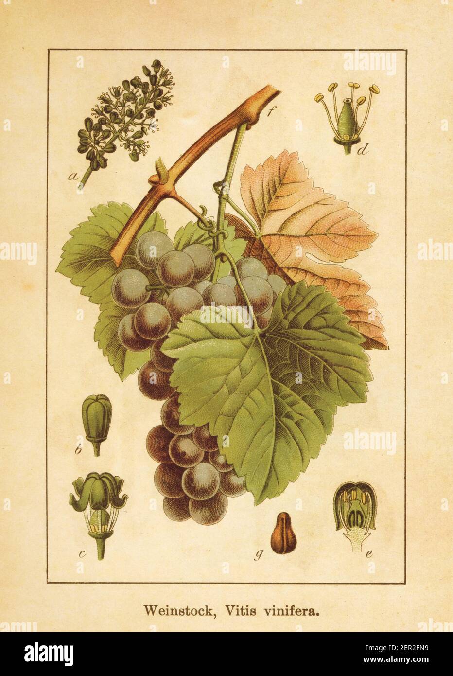 Vine engraved hi-res stock photography and images - Alamy