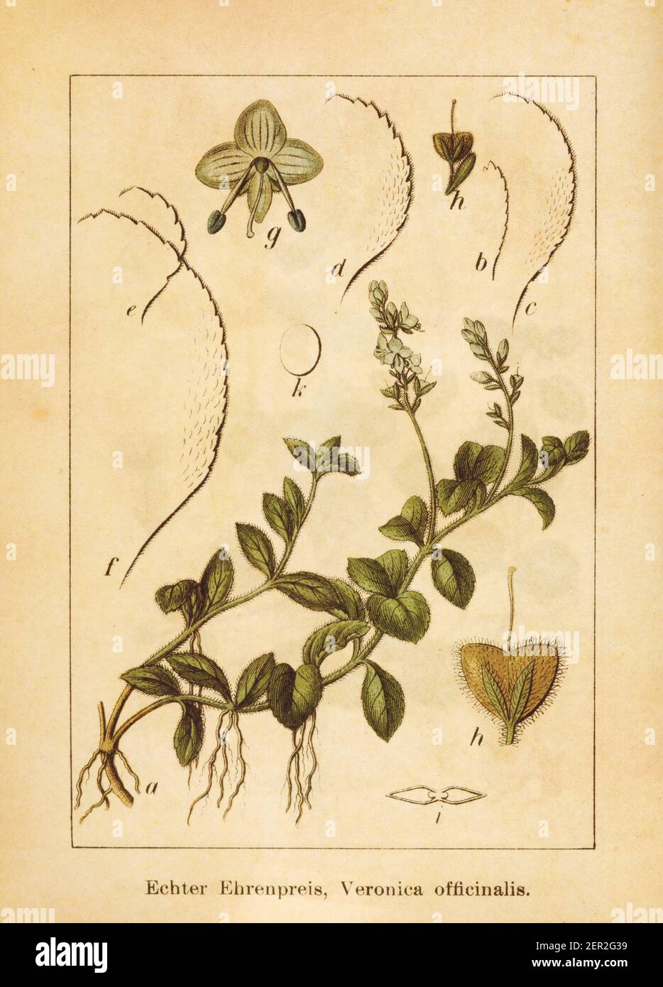 Antique illustration of a veronica officinalis, also known as common ...