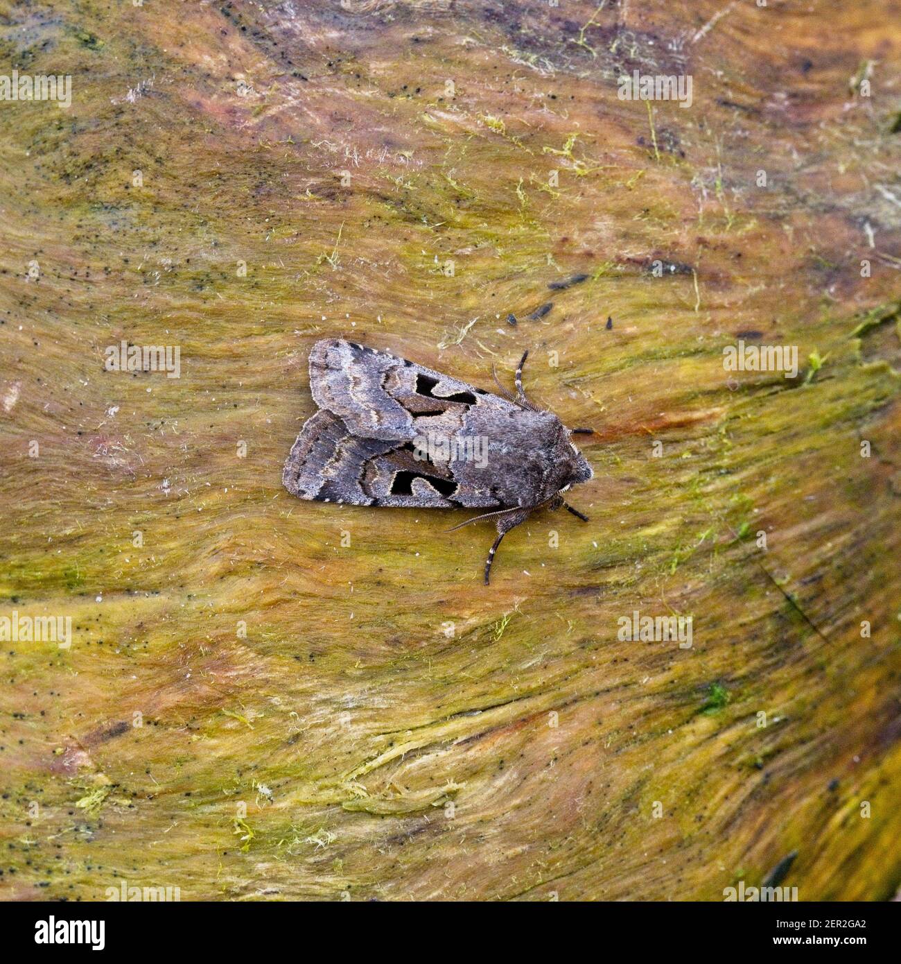 Hebrew character moth hi-res stock photography and images - Alamy