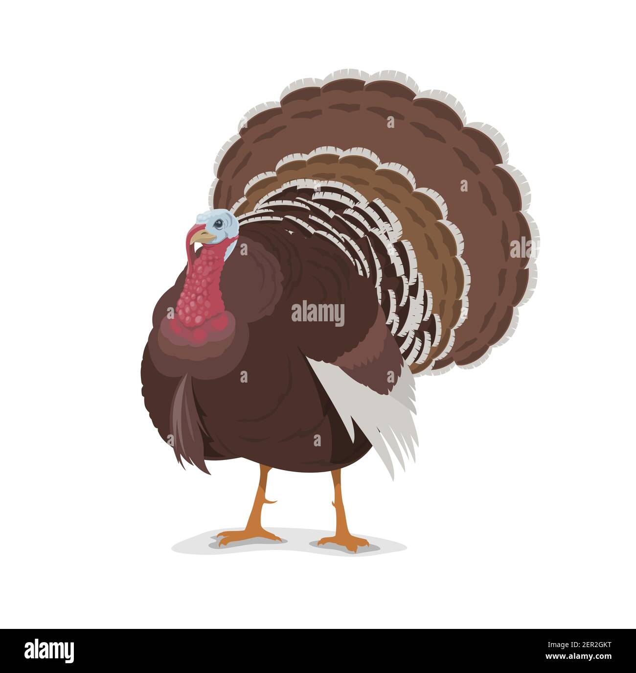 Turkey vector cartoon mascot, poultry farm fowl, symbol of Thanksgiving ...