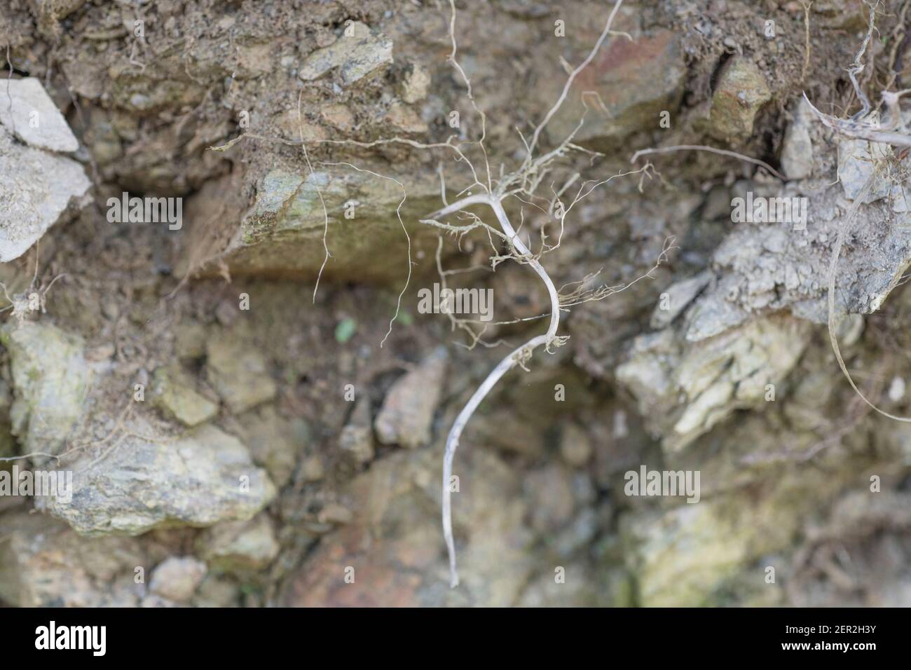 Fine exposed fibrous roots of a small plant hanging out of a rocky ...