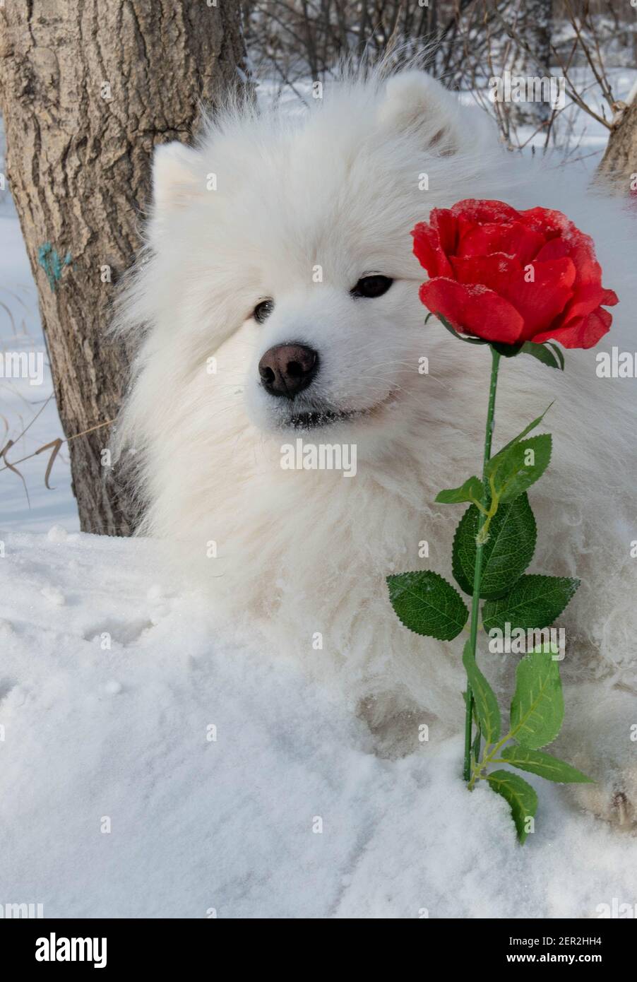 White dog with red rose for International Women's Day Stock Photo - Alamy