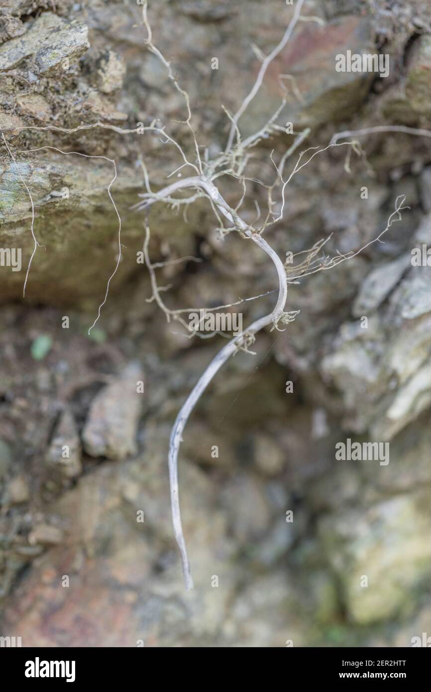 Fine exposed fibrous roots of a small plant hanging out of a rocky ...