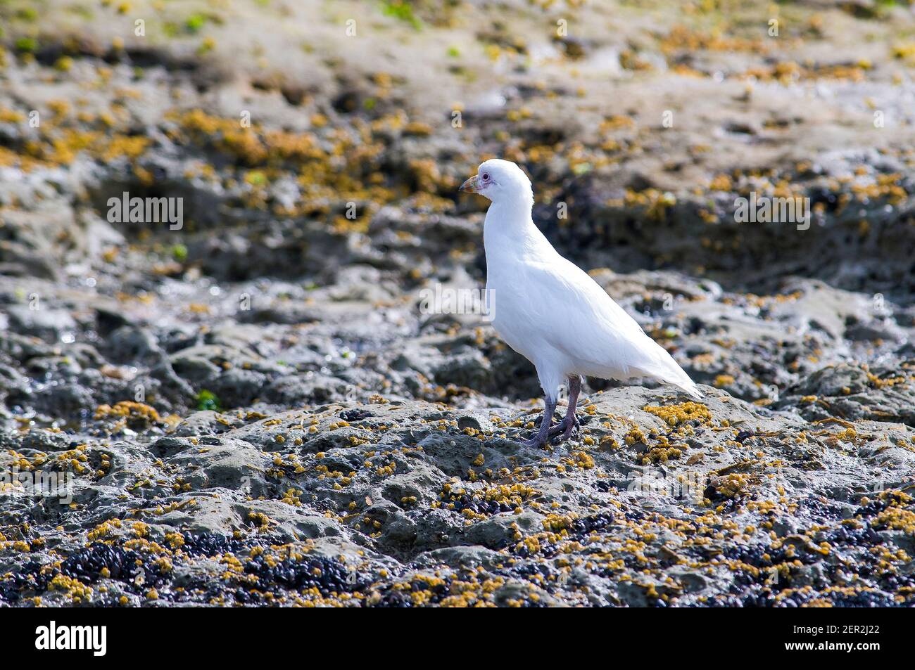 Snowy Sheathbill , Chionis alba, Peninsula Valdes, Patagonia, Argentina ...