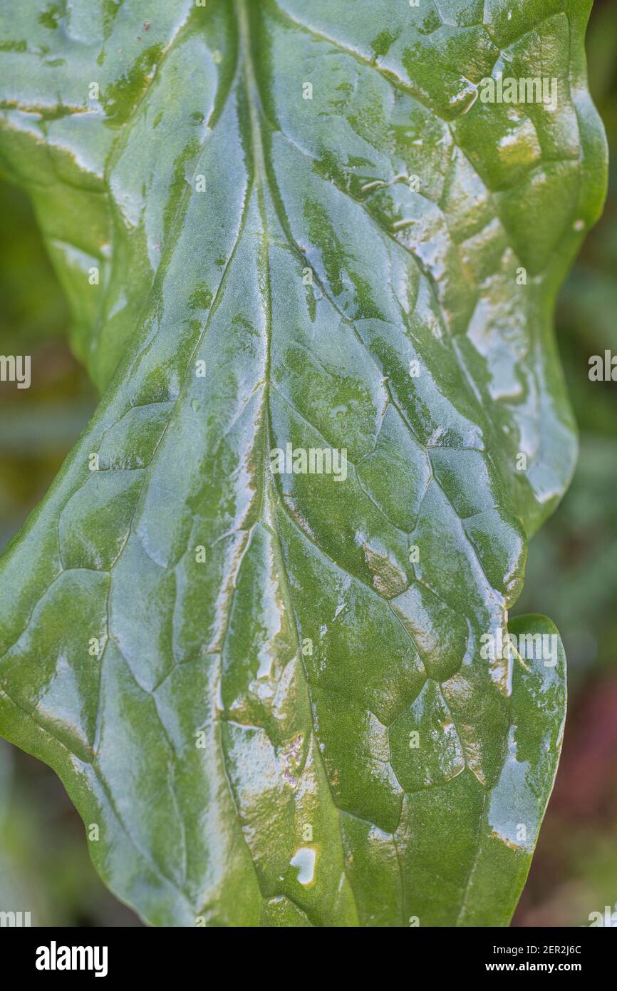 Wet arum leaf hi-res stock photography and images - Alamy
