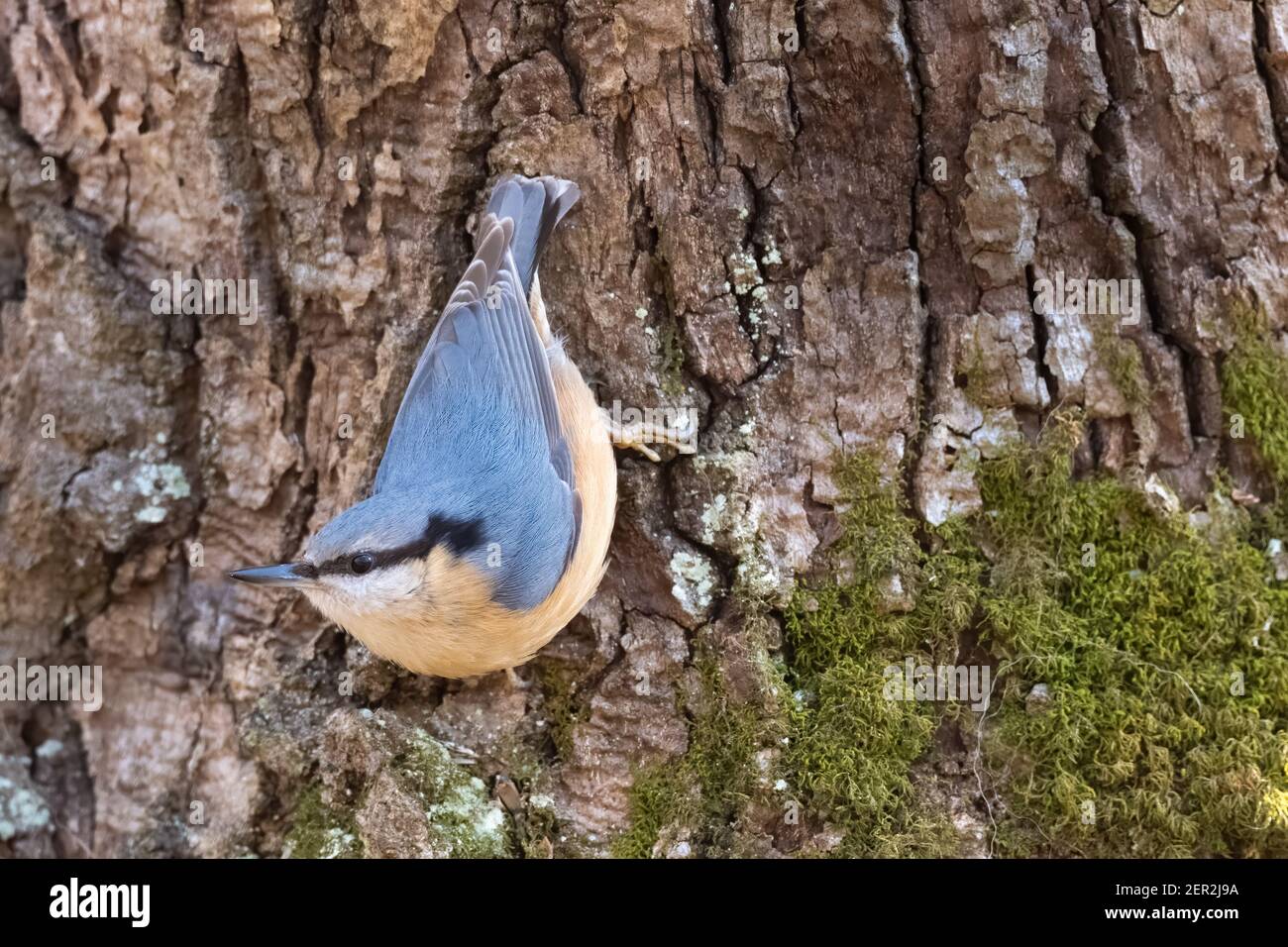 Eurasian nuthatch clinging tree hi-res stock photography and images - Alamy