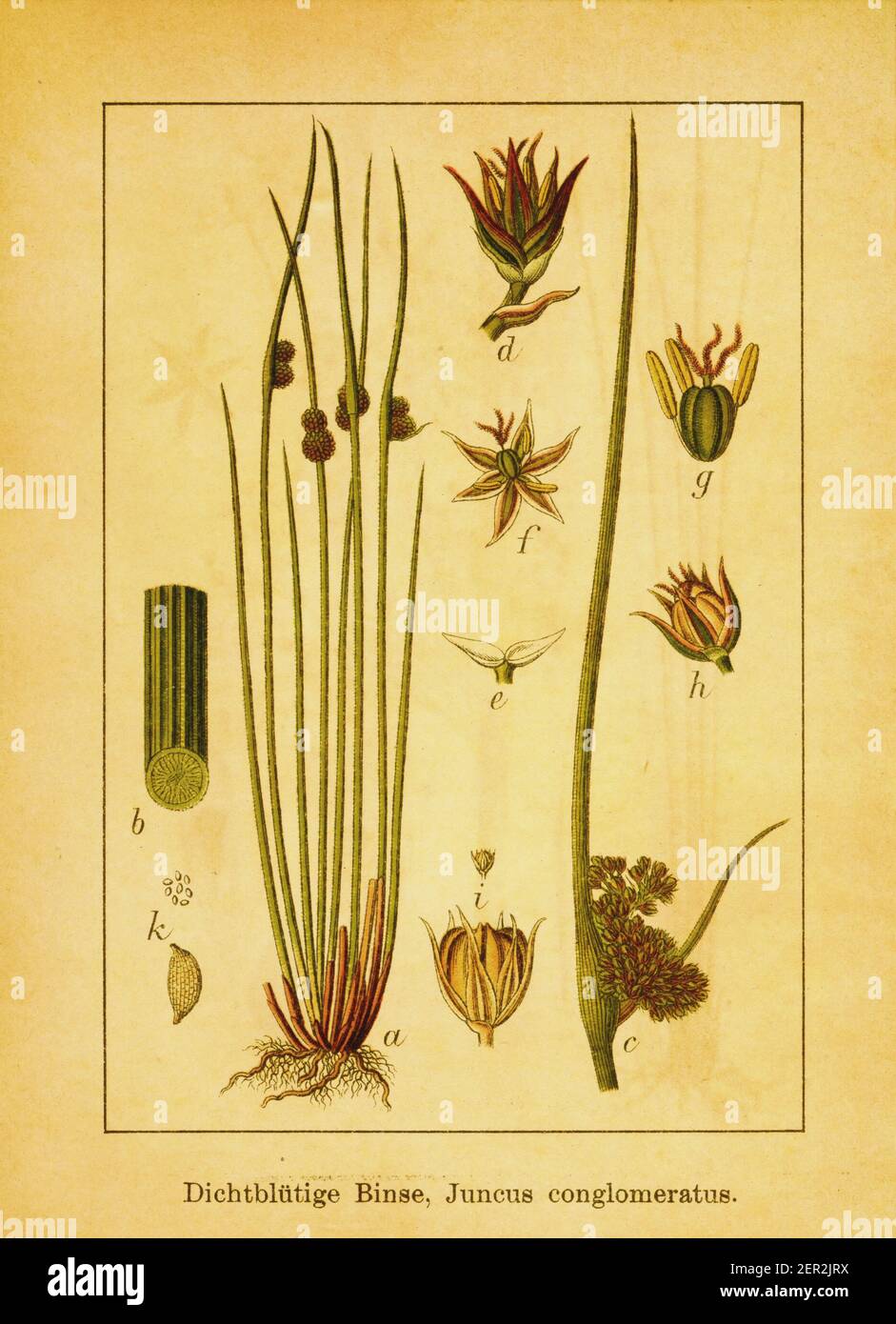 Compact rush juncus conglomeratus hi-res stock photography and images ...