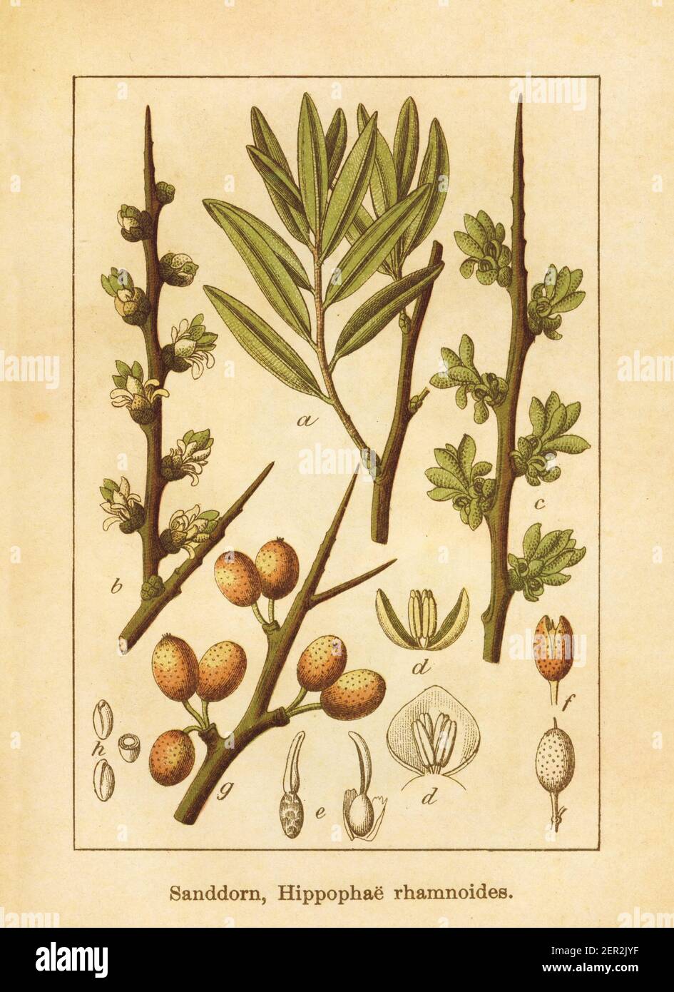 Hippophae rhamnoides illustration hi-res stock photography and images ...