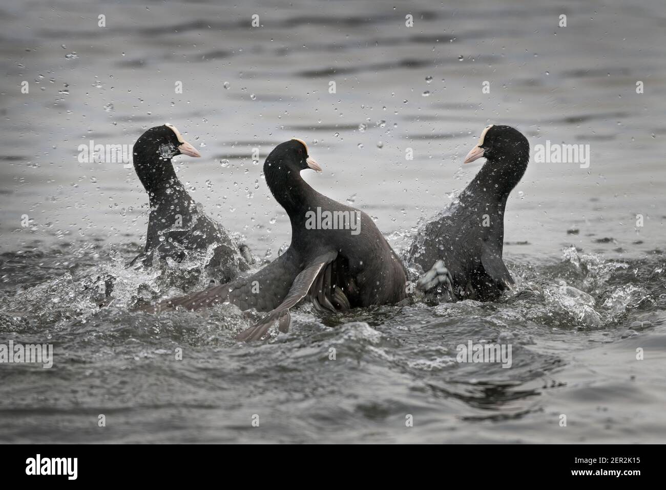 Common coots feet hi-res stock photography and images - Alamy