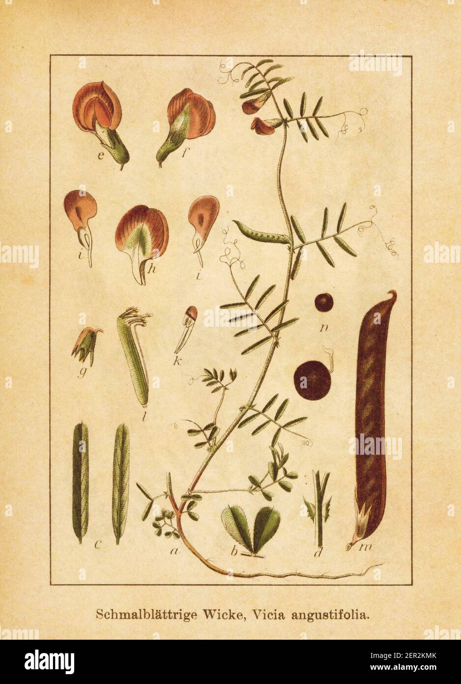 Tare vetch botanical illustration hi-res stock photography and images ...