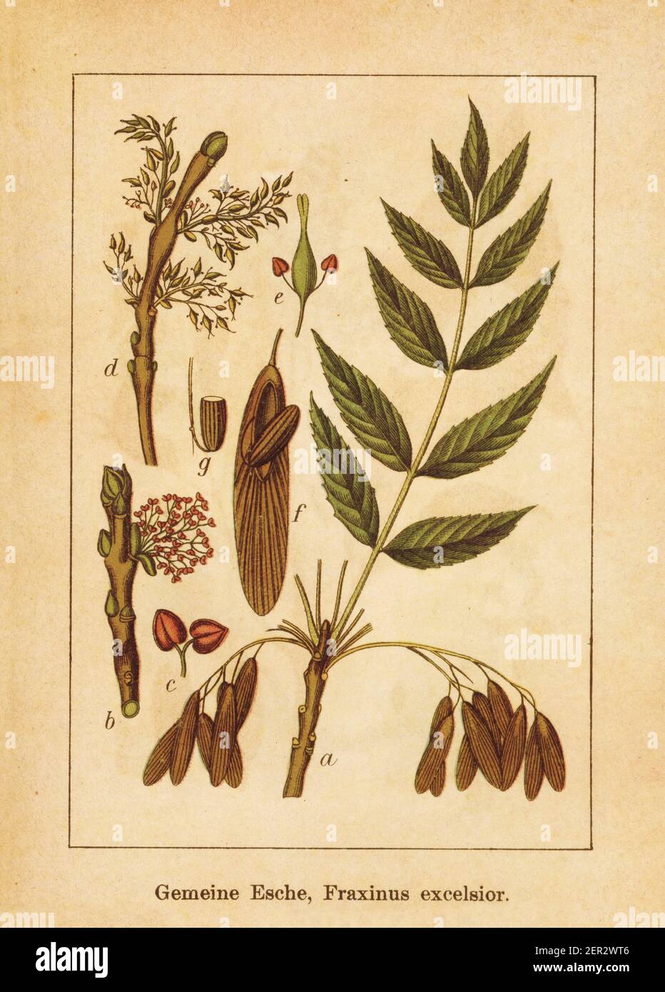 Antique illustration of a fraxinus excelsior, also known as European ...
