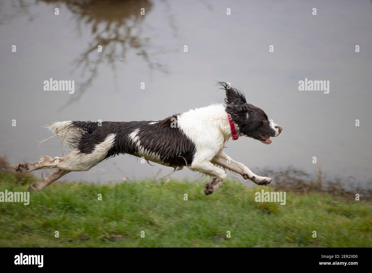 Spaniels in mud hi-res stock photography and images - Alamy