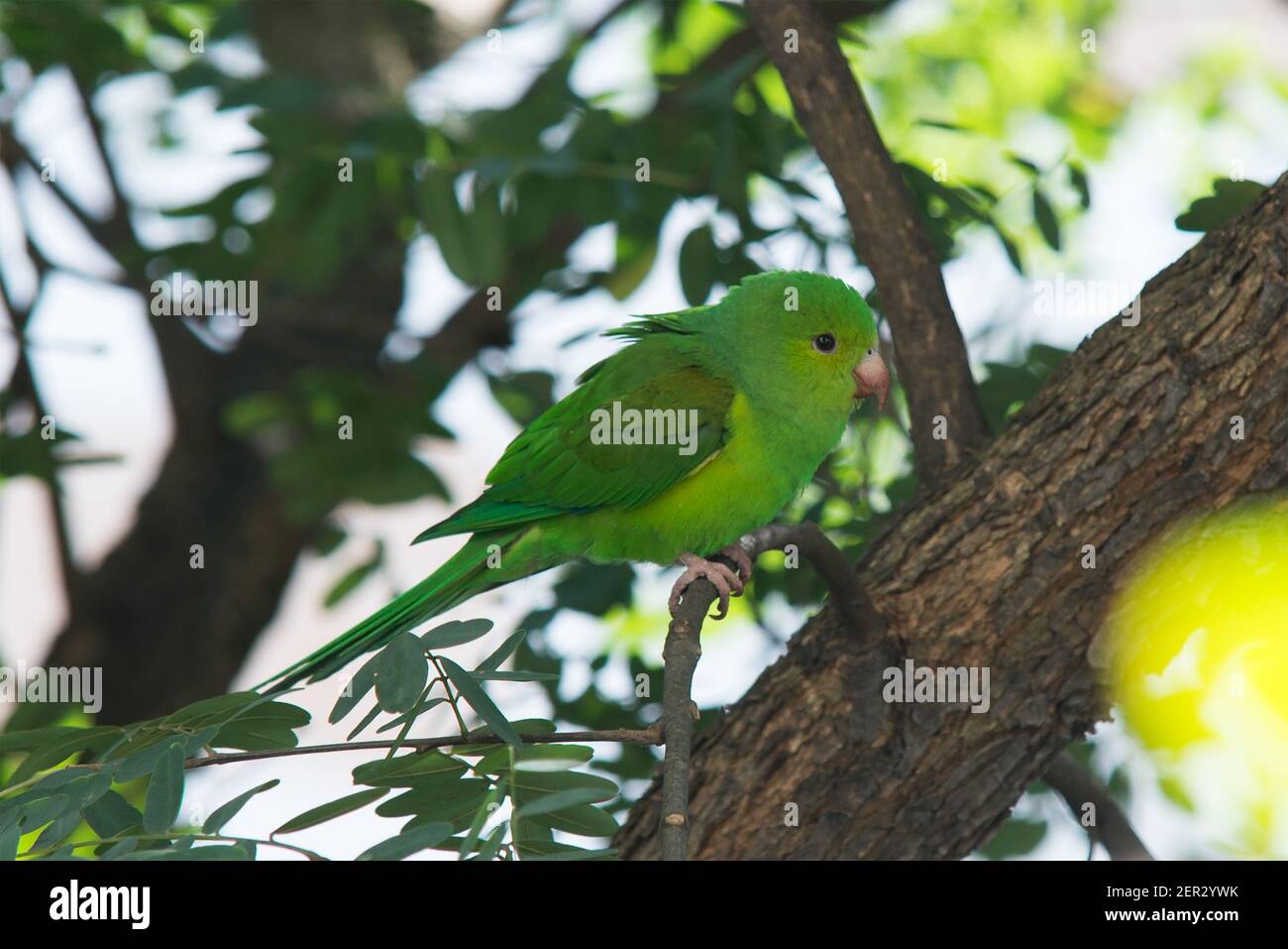 Family of psitacídeos, commom name maritaca, periquito, pássaro, ave ...