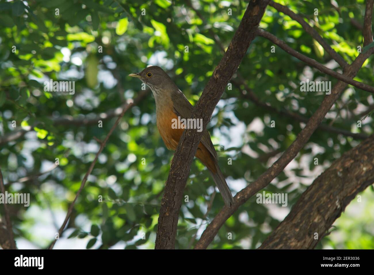 Familia turdus hi-res stock photography and images - Alamy