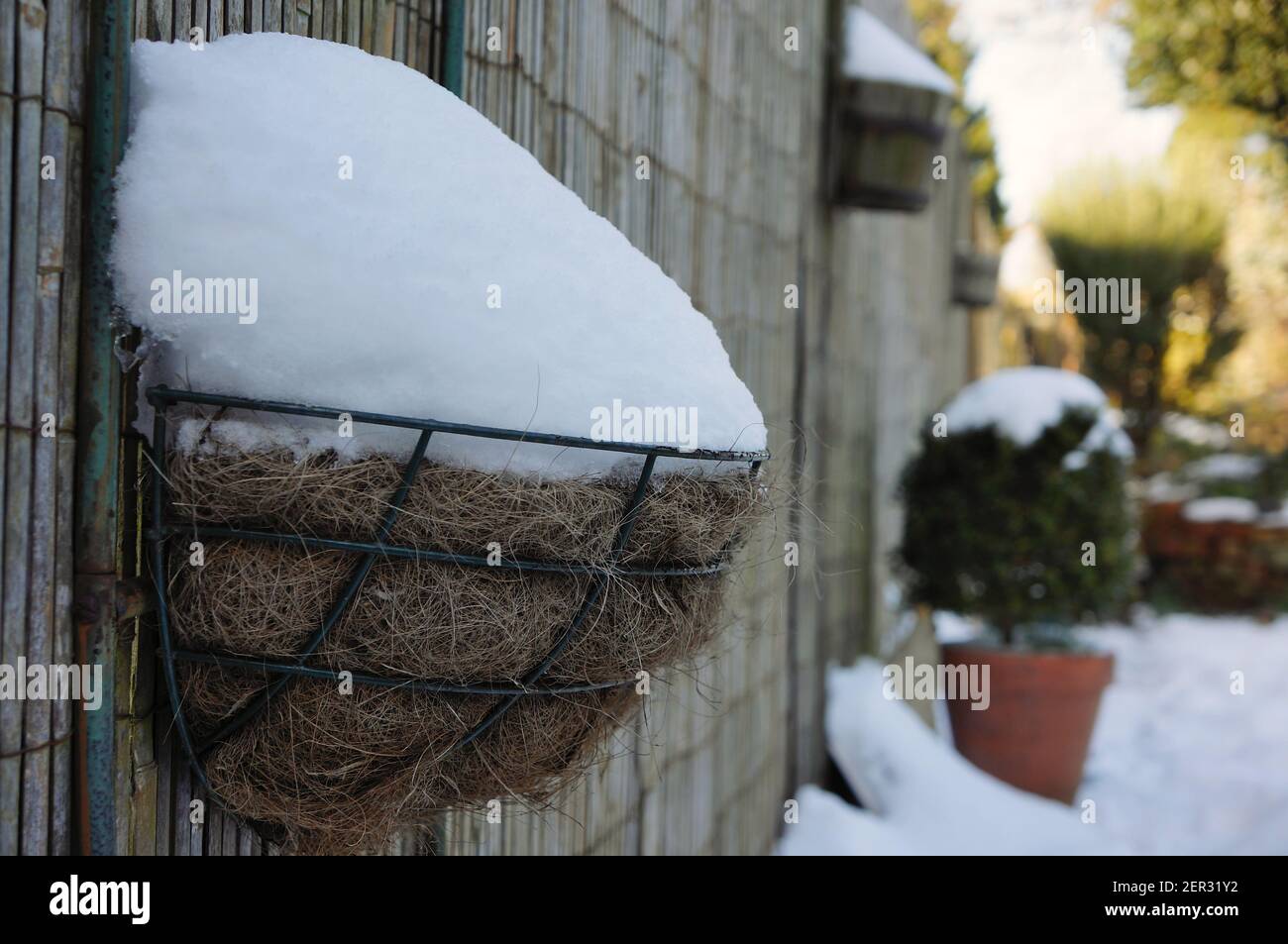 A snow-covered hanging basket on a garden fence with soft-focus natural ...