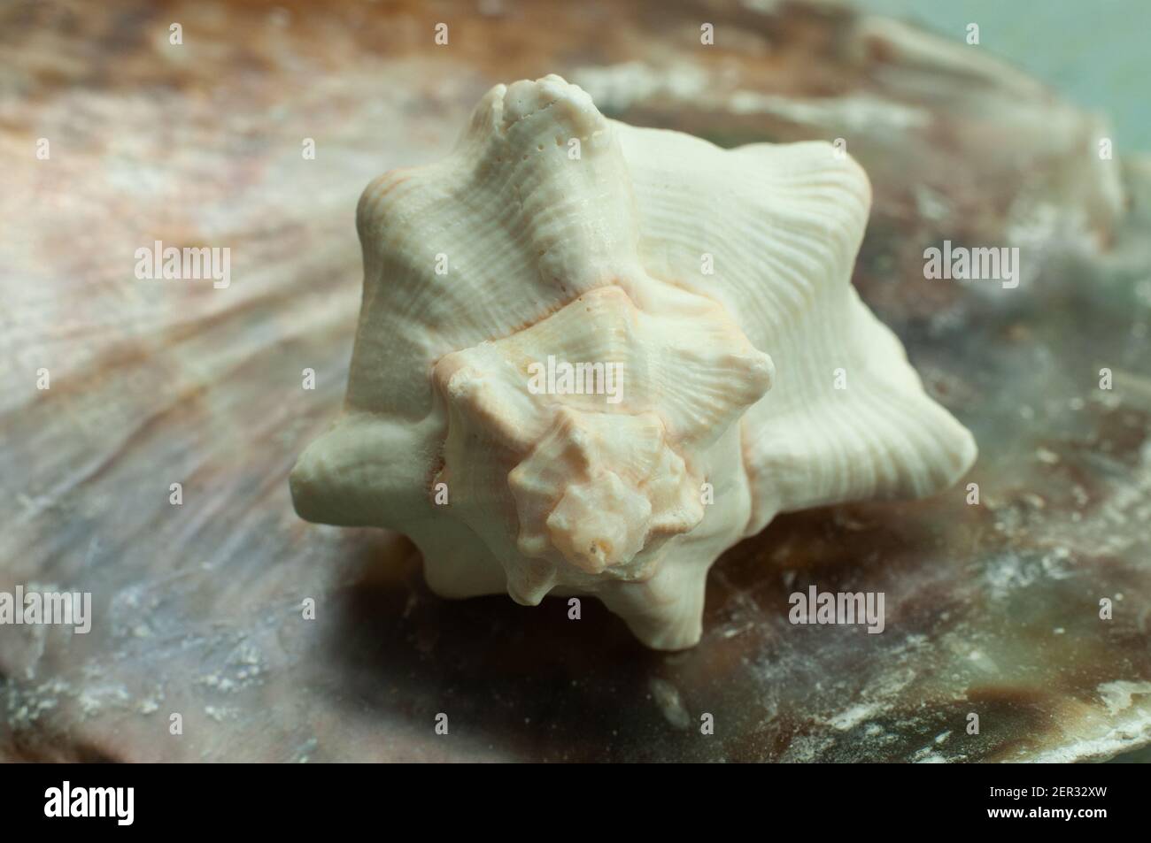 Disc snail hi-res stock photography and images - Alamy