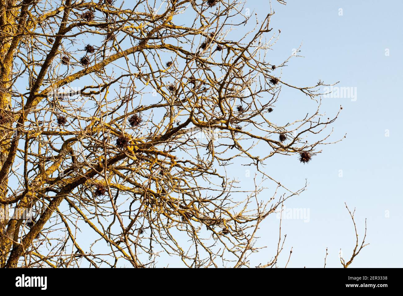 dry brown flowers with edible nuts of a turkish hazel tree at leafless ...