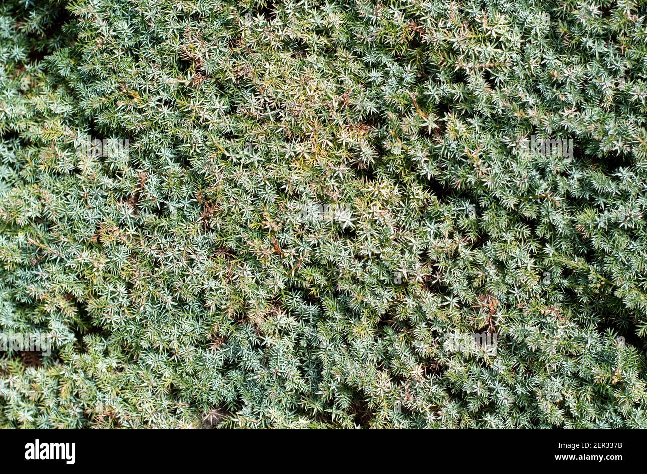 close-up of a dense hedge of juniper shrubs with green needles Stock ...