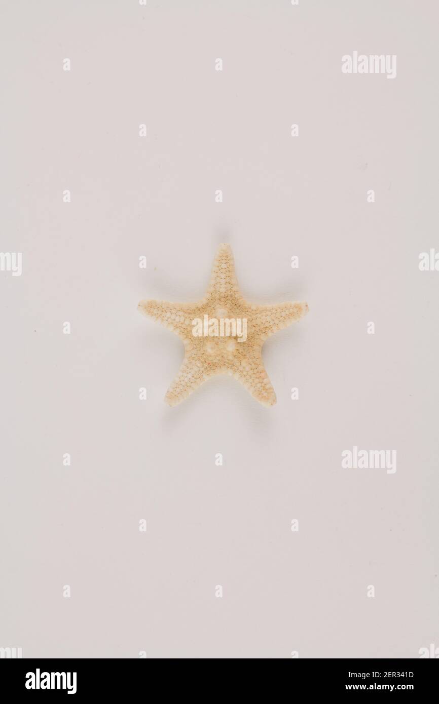 a small white starfish on white background Stock Photo - Alamy